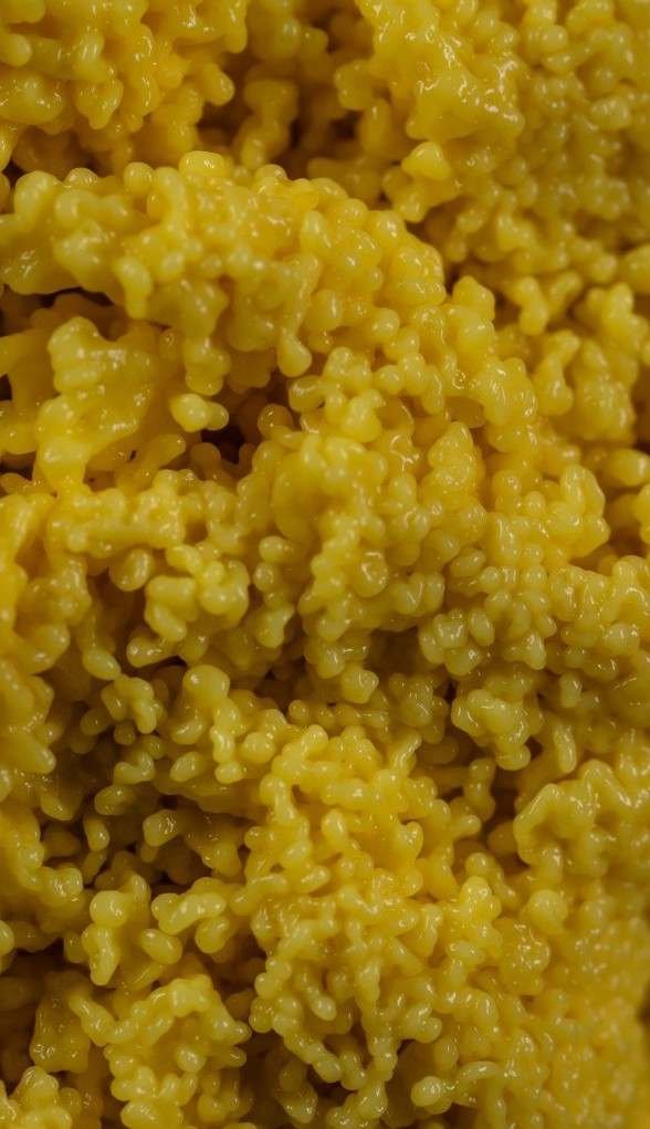 कंगनी क्या है ? || कंगनी के फायदे || कौणी अनाज || Foxtail Millet in hindi