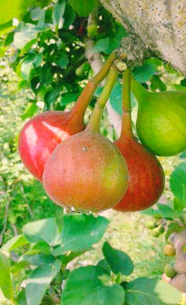 उत्तराखंड का तिमला फल, तिमला फल खाने के लाभ | देवभूमि दर्शन